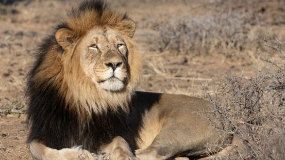 Sylvester: South Africa's most famous lion - A Rocha South Africa